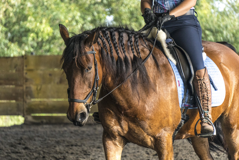 Subtle Signs of a Tired horse – EQUESTRIAN FUZION