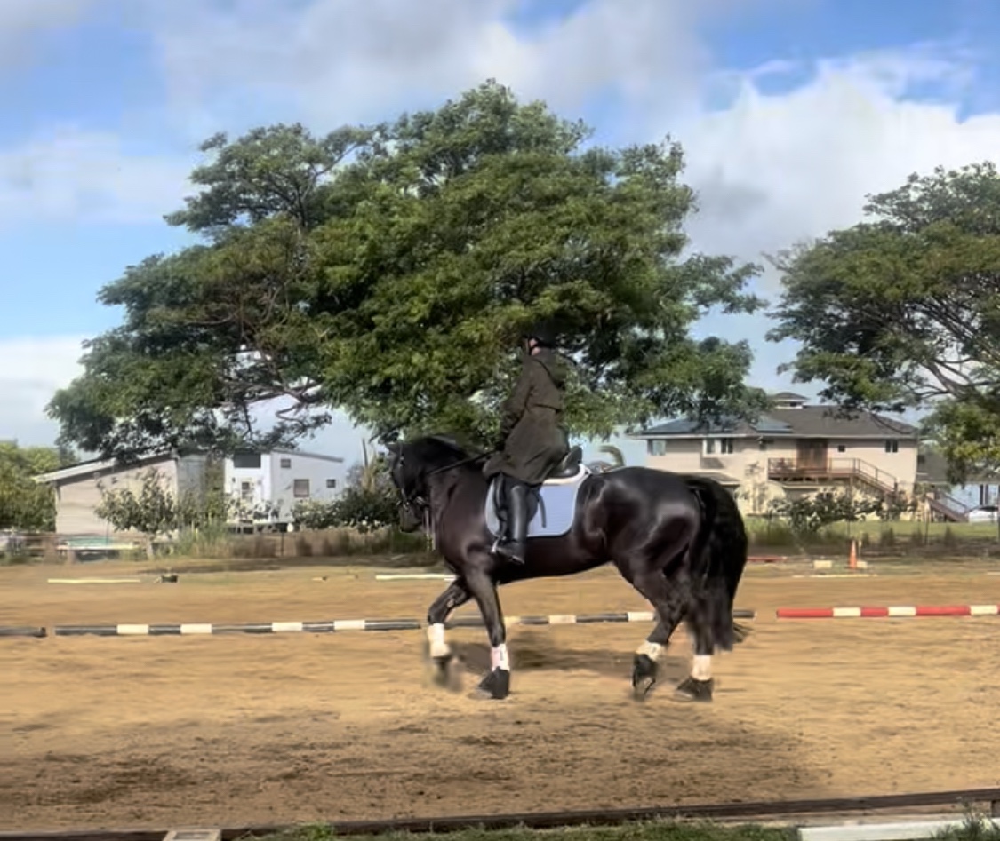 First Equi-Pole Ground Pole Session. Gymnastics for your horse ...