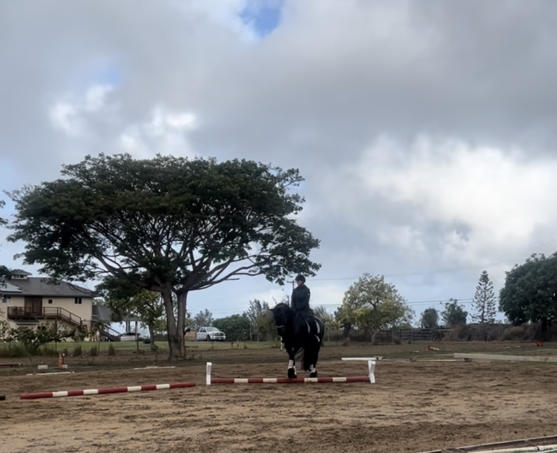 First Equi-Pole Ground Pole Session. Gymnastics for your horse ...
