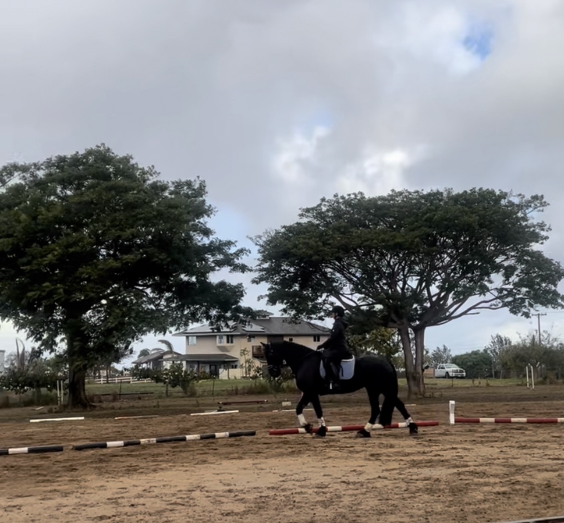 First Equi-Pole Ground Pole Session. Gymnastics for your horse ...