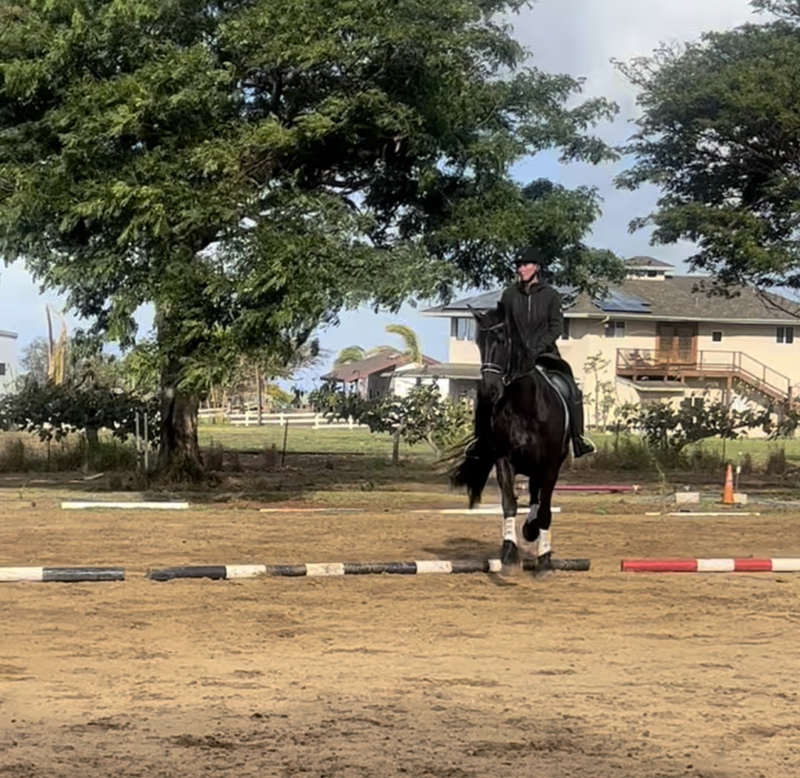 First Equi-Pole Ground Pole Session. Gymnastics for your horse ...
